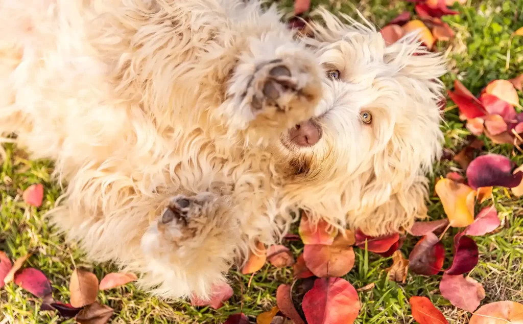 Wattleview Cobberdogs - Australian Cobberdog Breeder