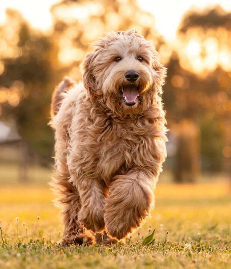 Wattleview Cobberdogs - Australian Cobberdog Breeder