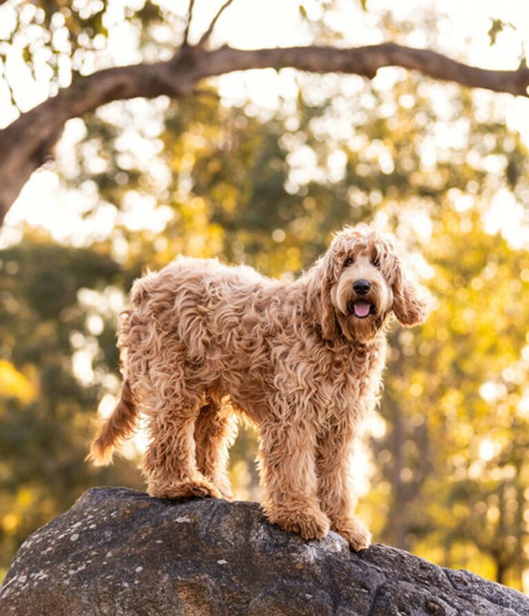 Wattleview Cobberdogs - Australian Cobberdog Breeder