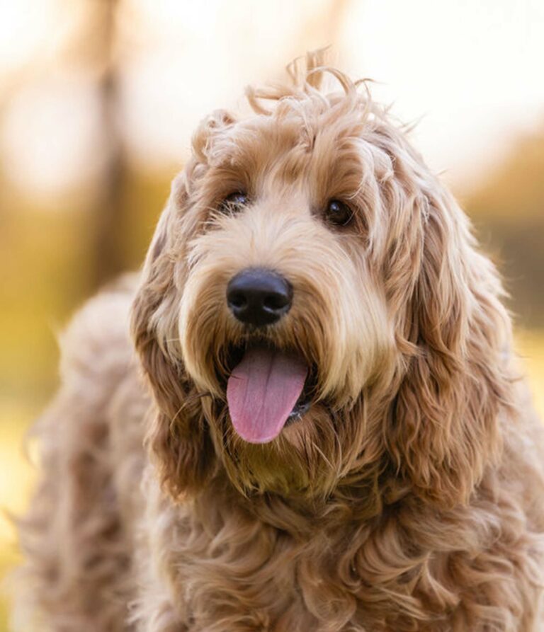 Wattleview Cobberdogs - Australian Cobberdog Breeder